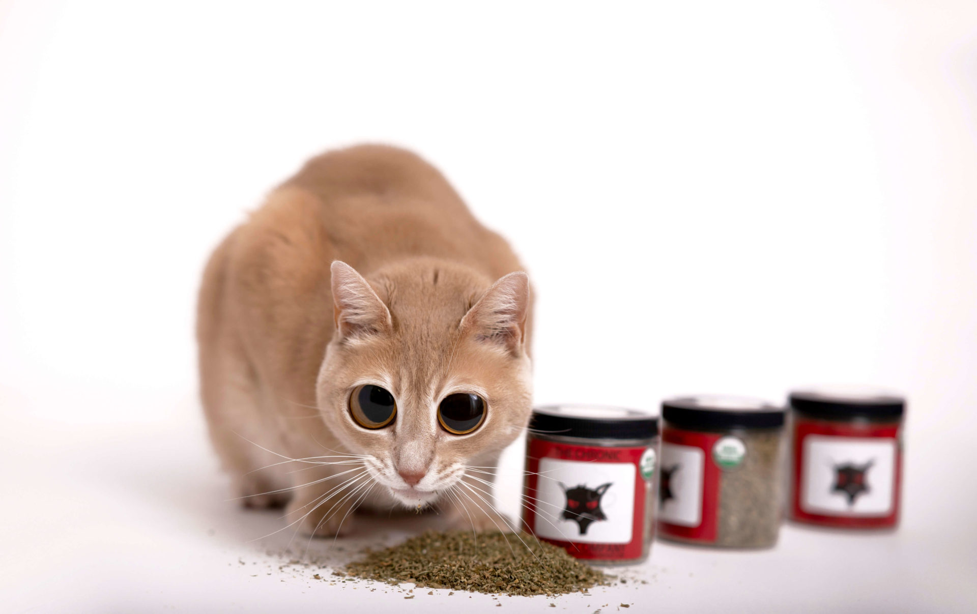 Why Chronic Catnip? - The Chronic Catnip Company